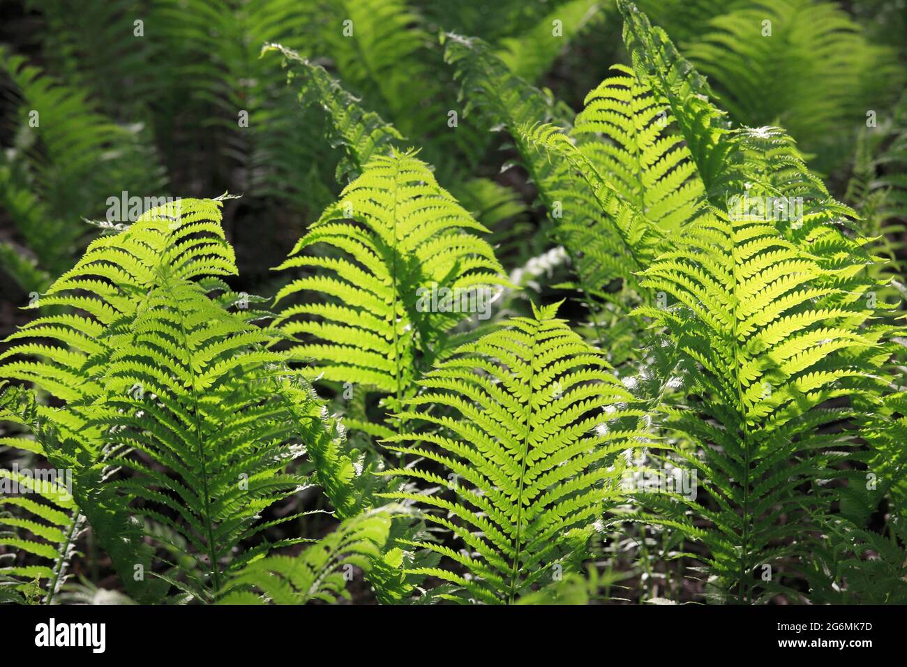 Flora of ferns hi-res stock photography and images - Alamy