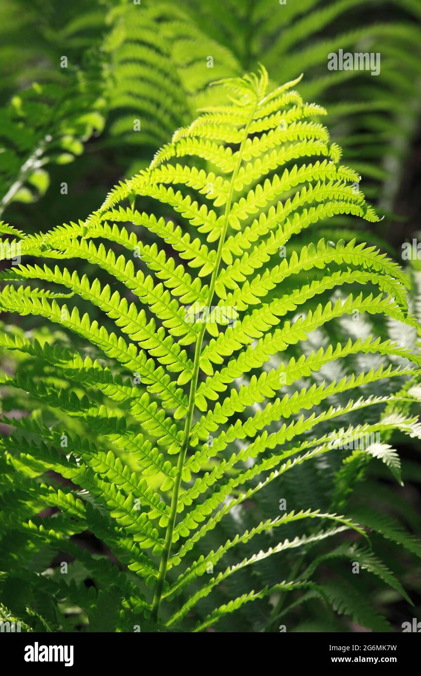 Flora and nature hi-res stock photography and images - Alamy