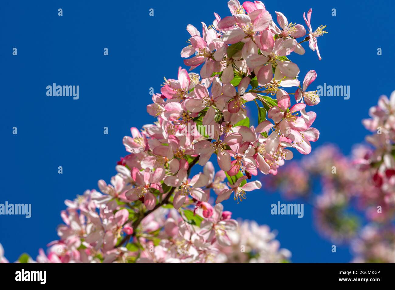 Maleae tribe hi-res stock photography and images - Alamy