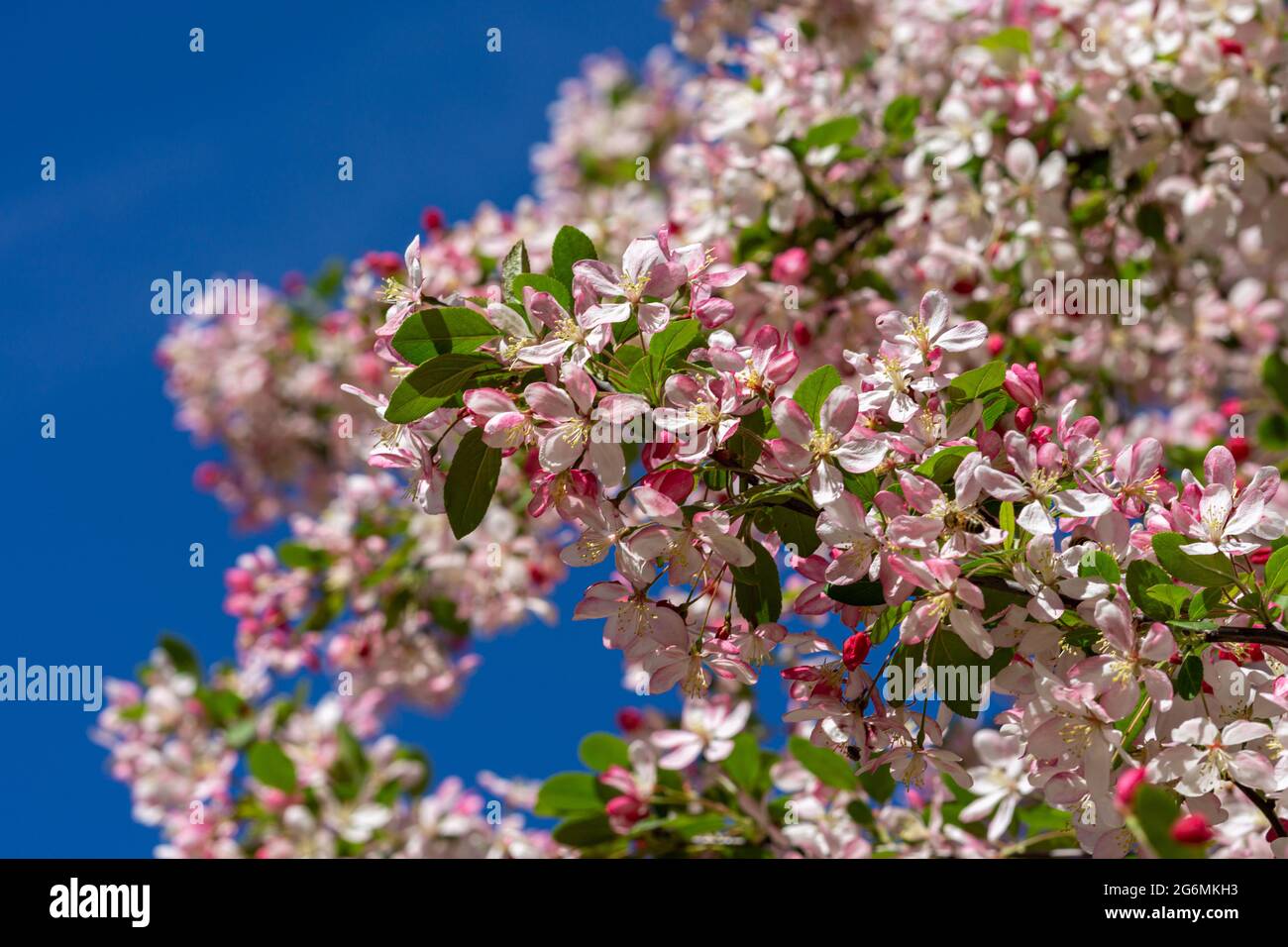 Maleae tribe hi-res stock photography and images - Alamy