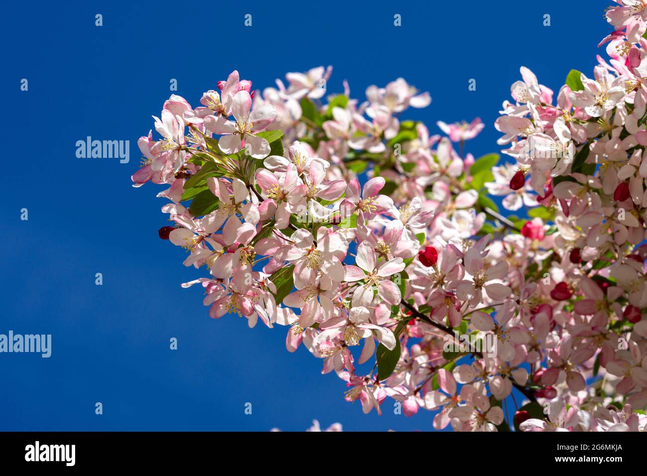 Maleae tribe hi-res stock photography and images - Alamy