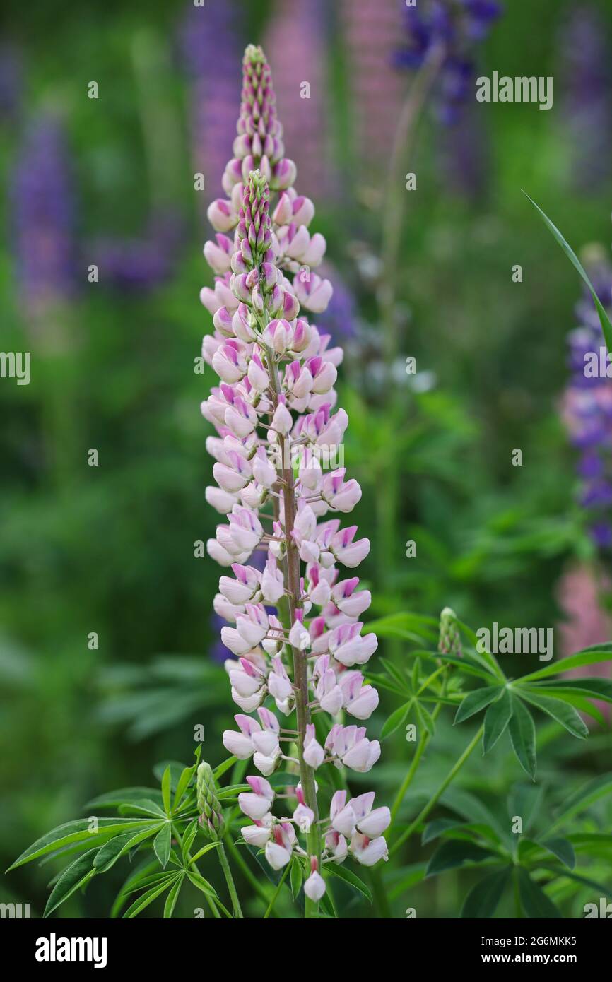Lupin pink hi-res stock photography and images - Alamy