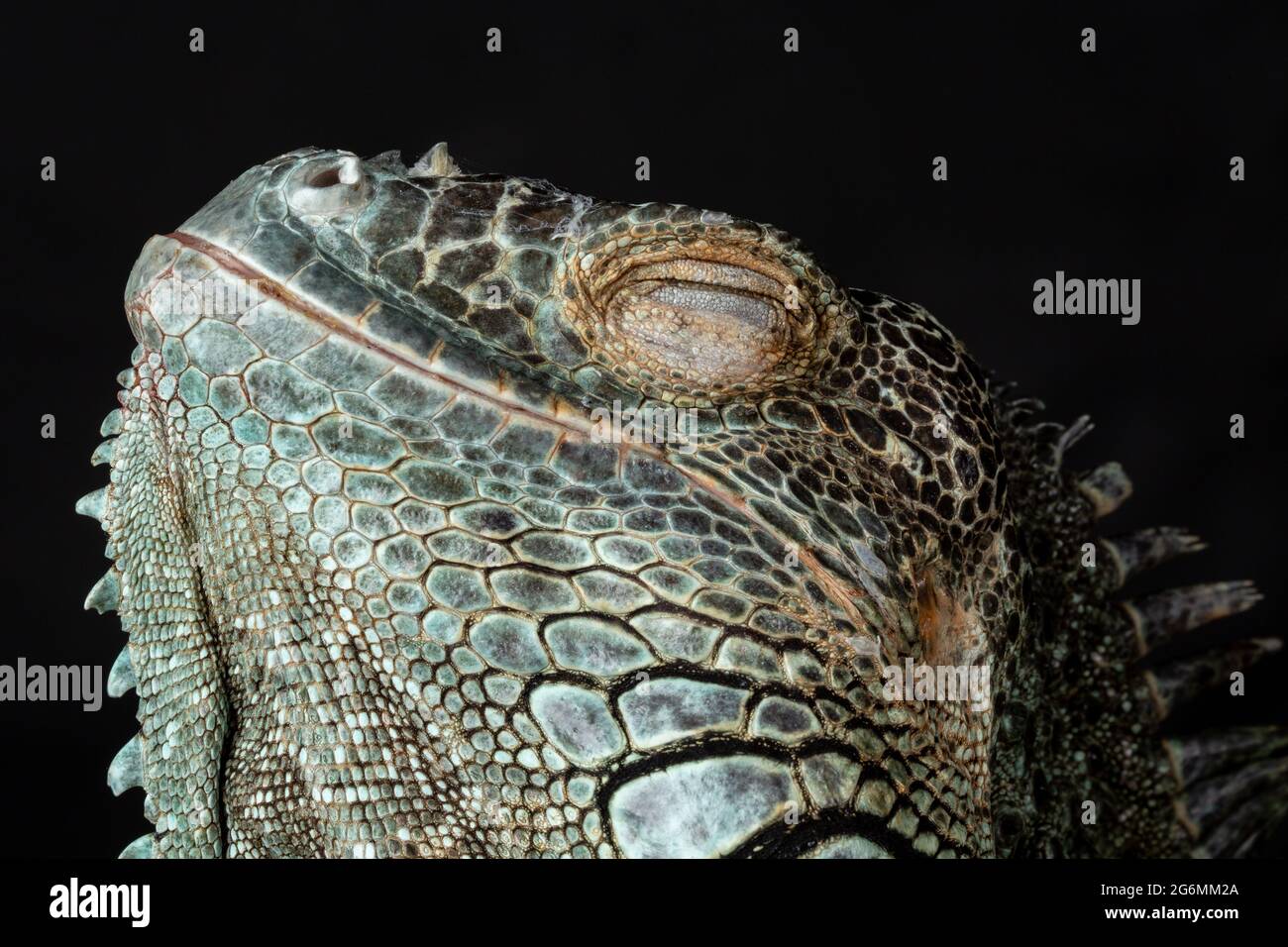 Male American Green Iguana (Iguana iguana Stock Photo - Alamy