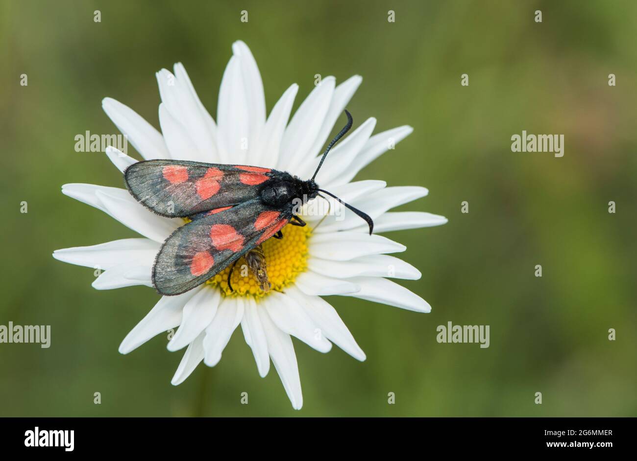 5-Spot Burnet Moth (Zygaena trifolii) on an Ox-Eyed Daisy and with a ...
