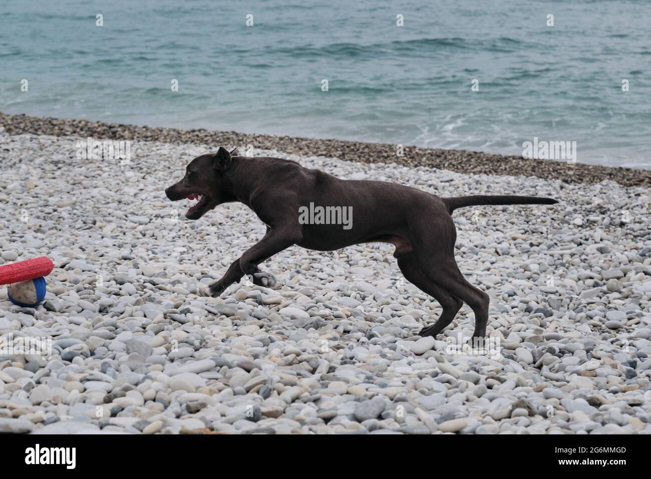 Blue pit bull puppy with cropped ears on pebble beach. Portrait of ...