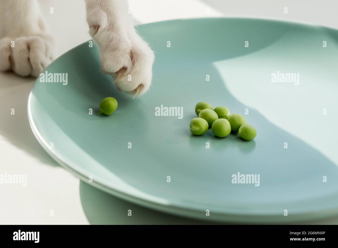 White cat paw touching green sweet pea. Healthy vegan food Stock Photo ...