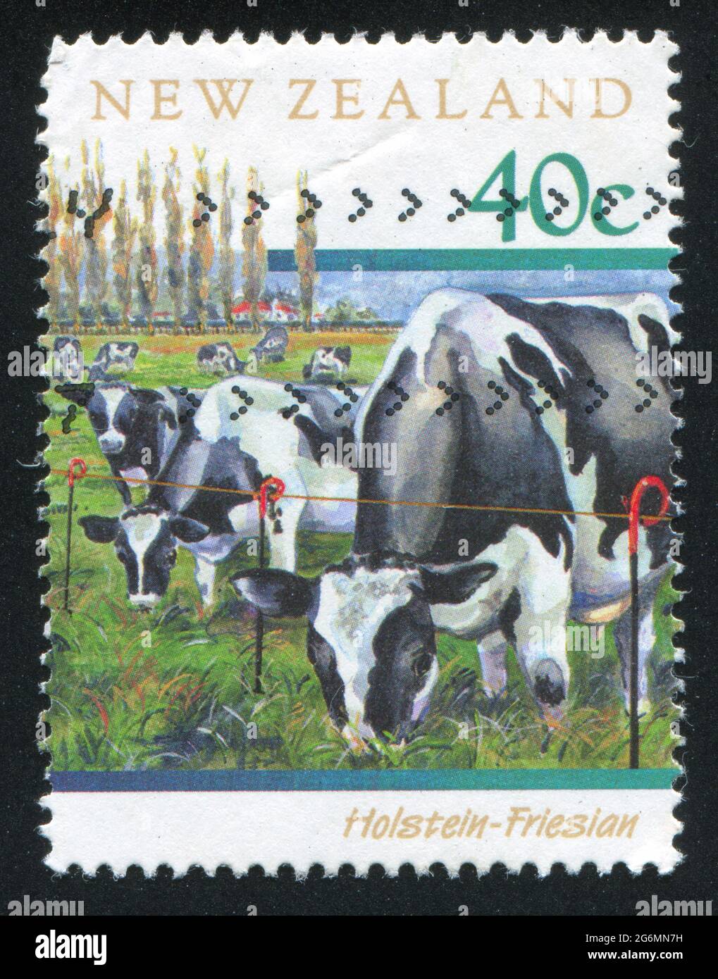 New Zealand Friesian Cattle at Harry Quintana blog