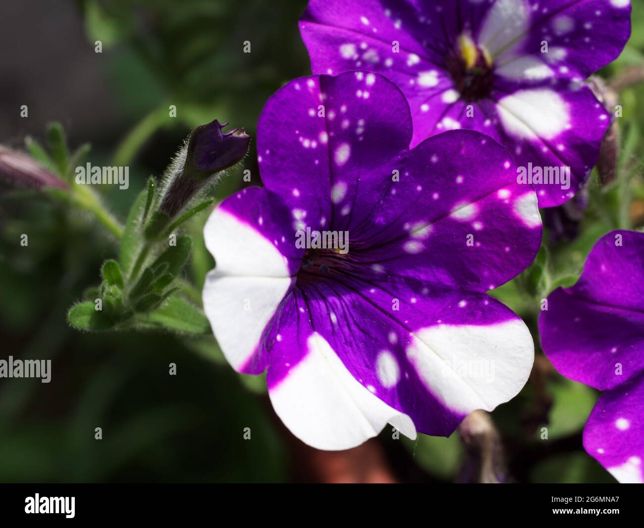 Petunia flower, close-up. Flower with variegated petals. Colour similar ...