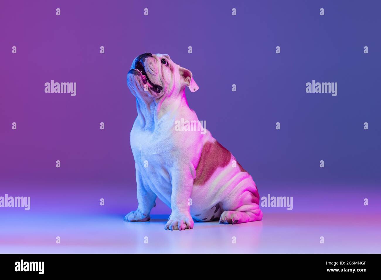 Purple English Bulldog