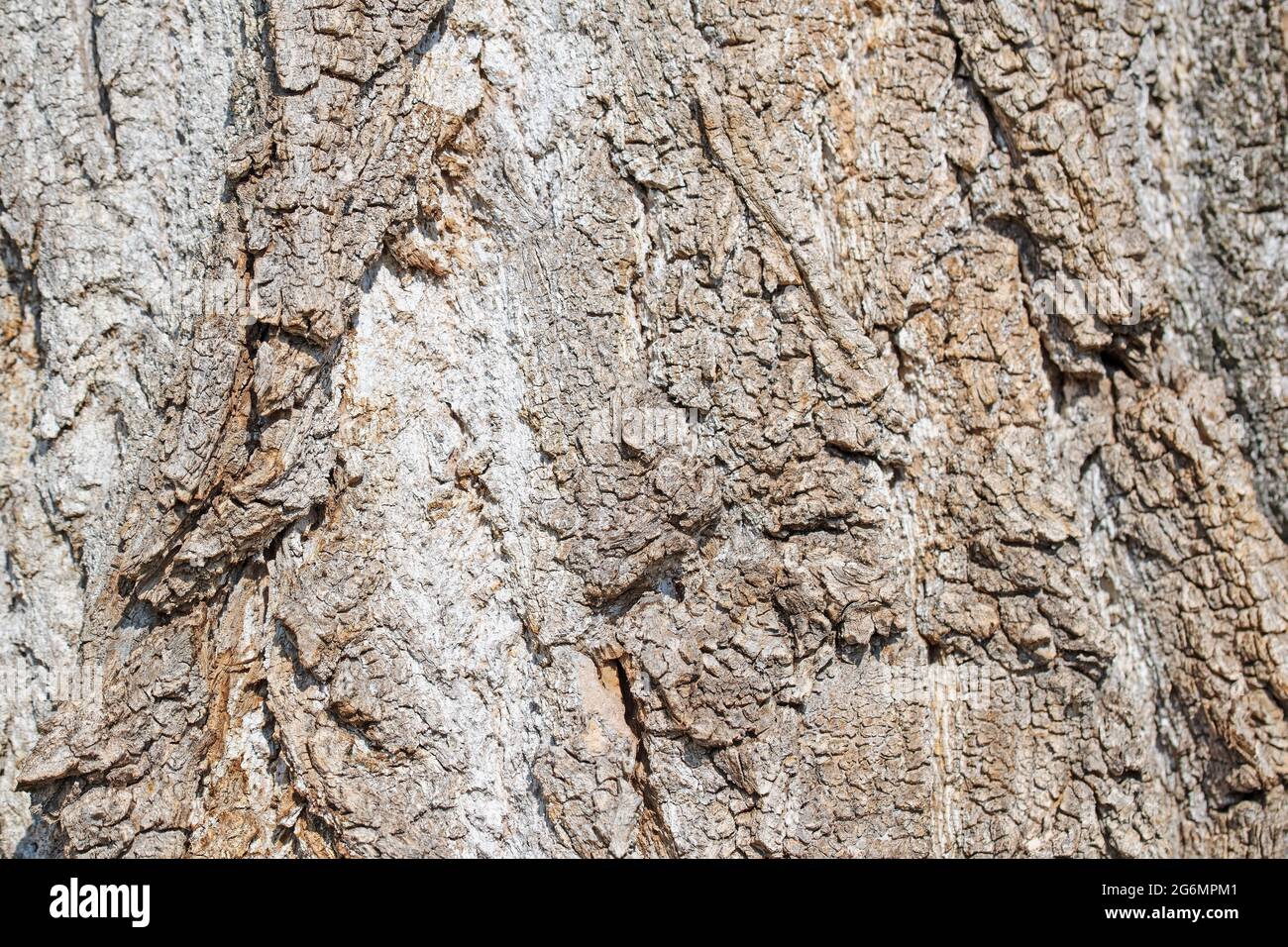 Bark from the poplar tree Stock Photo - Alamy