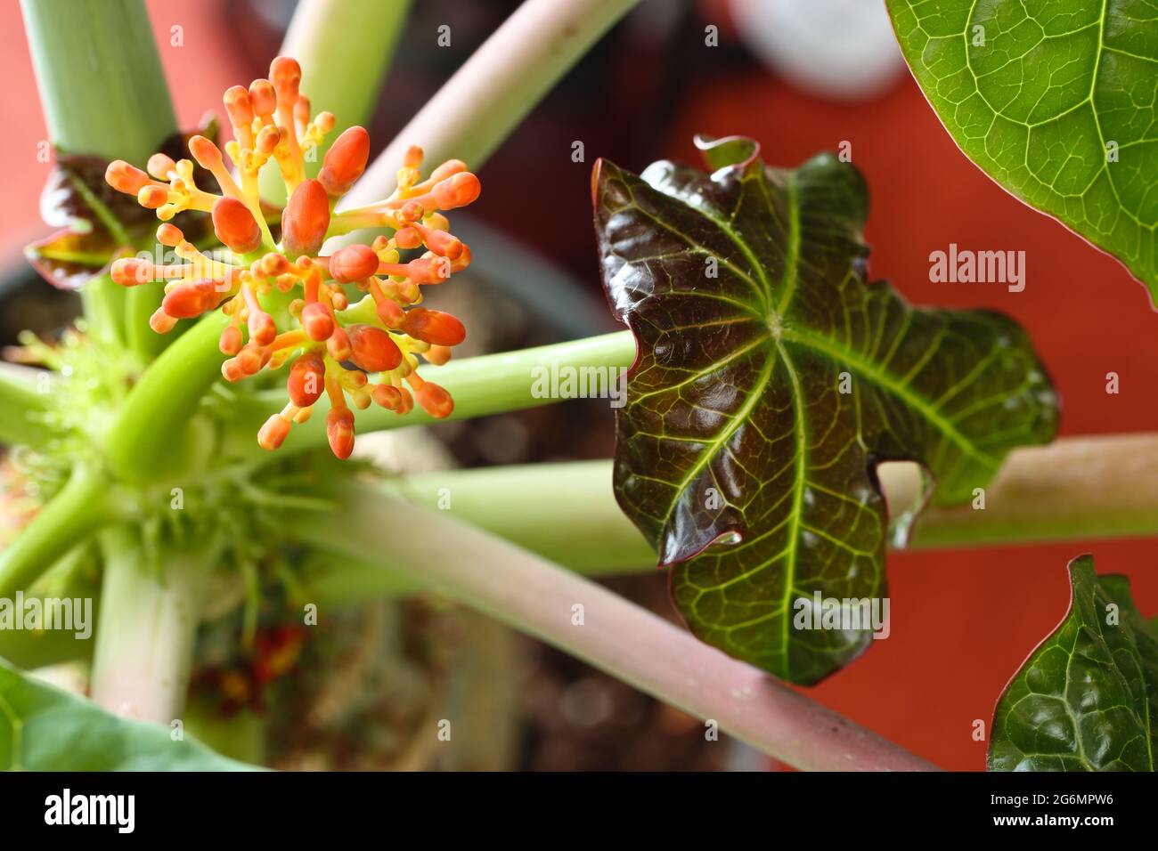 Long peduncles hi-res stock photography and images - Alamy