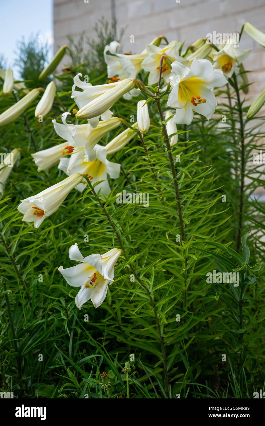 Many white lilies in a garden Stock Photo - Alamy