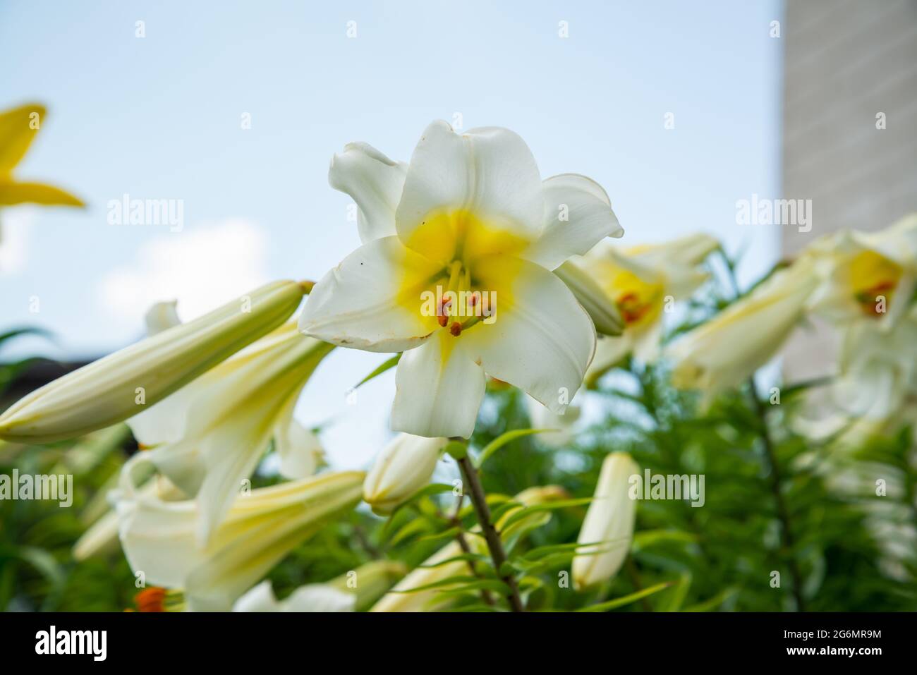 White lilly hi-res stock photography and images - Alamy
