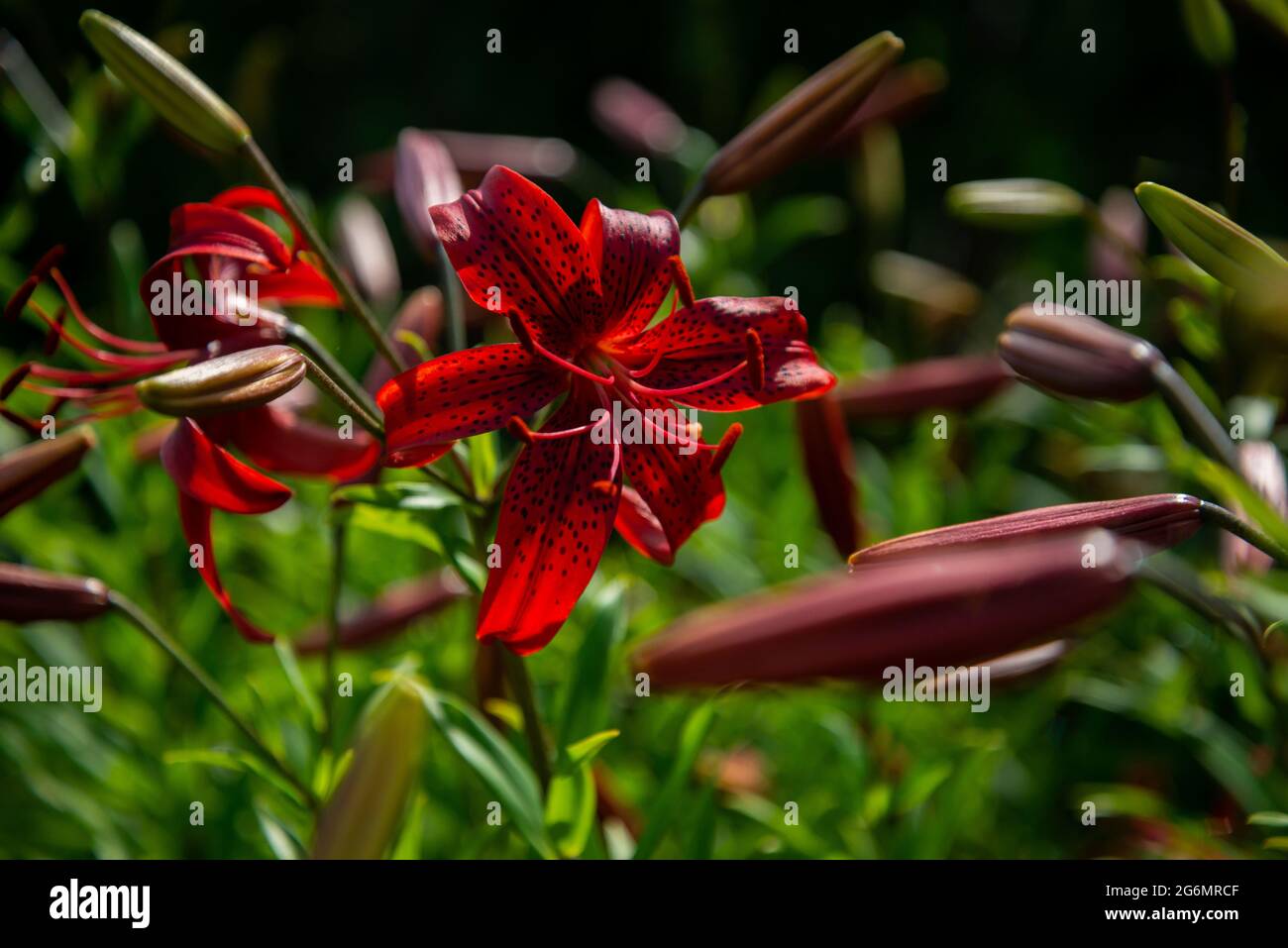 Family lilly hi-res stock photography and images - Alamy
