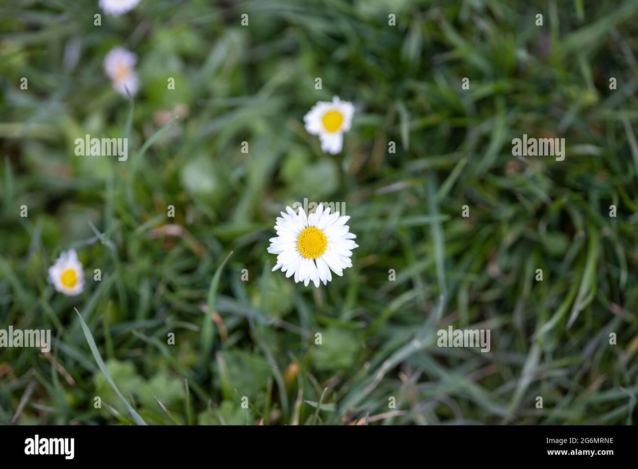Small white daisy flowers hi-res stock photography and images - Alamy