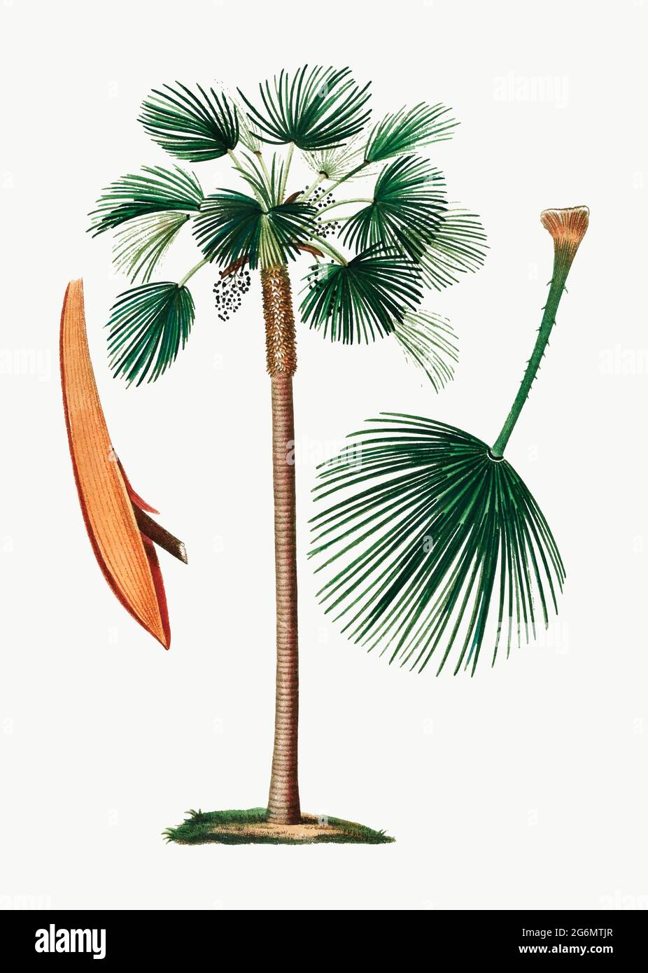 Palmiste High Resolution Stock Photography and Images - Alamy