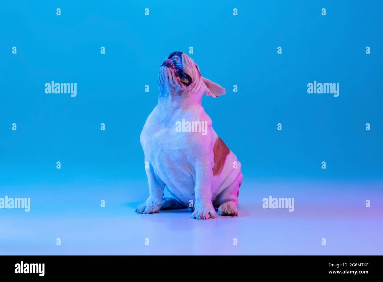 Looking up. Portrait of purebred dog, english bulldog posing isolated ...