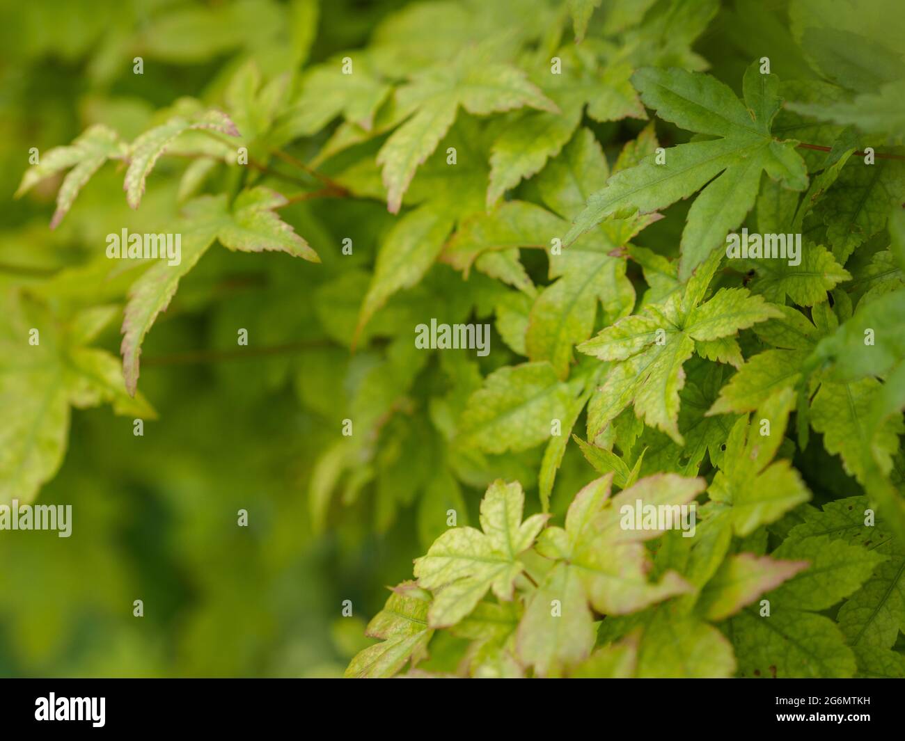 Acer palmatum leaf hi-res stock photography and images - Alamy