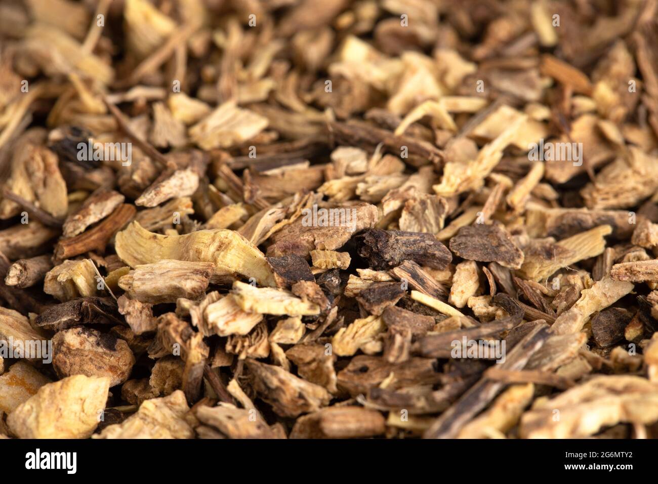 Echinacea plant with root hi-res stock photography and images - Alamy