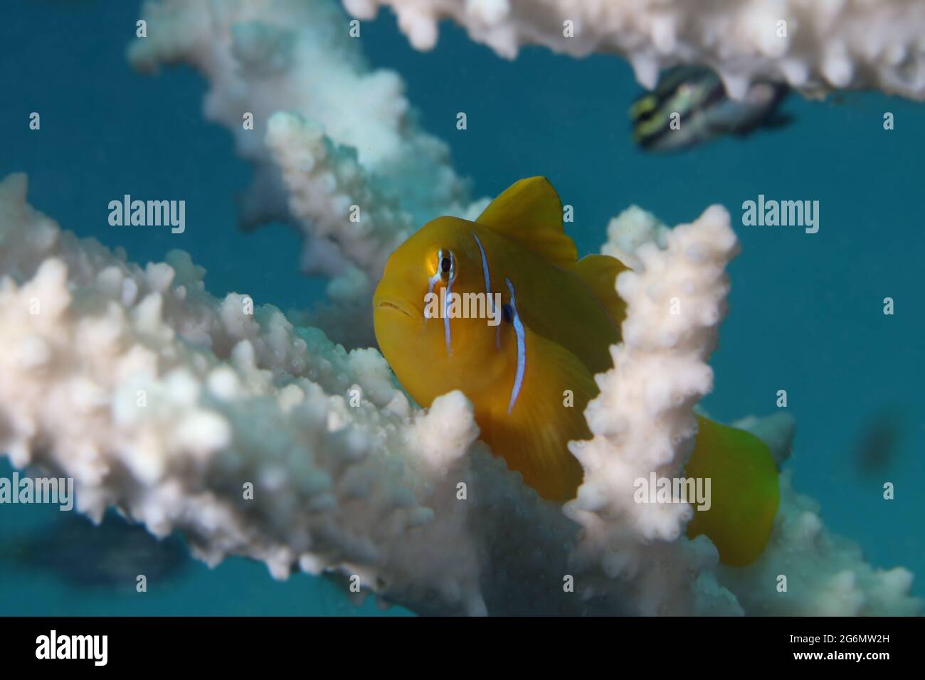 The Lemon Coral Goby (Gobiodon citrinus). Underwater word of the Red ...
