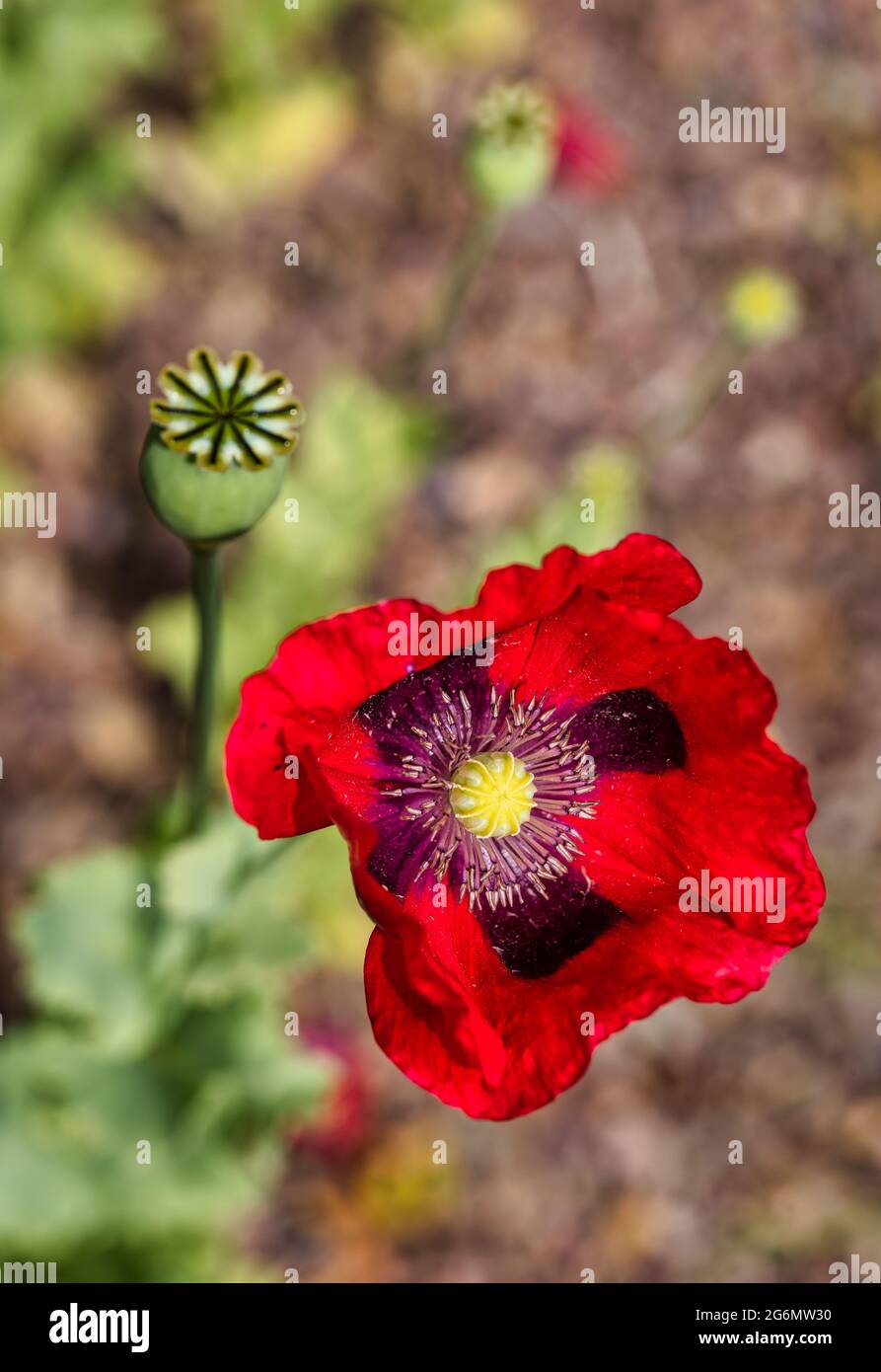 Close up of a red opium poppy (Papaver somniferum) growing in a sunny ...