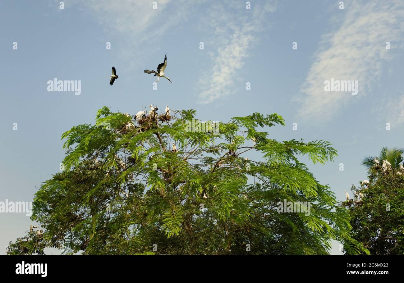Bird flock tree hi-res stock photography and images - Alamy