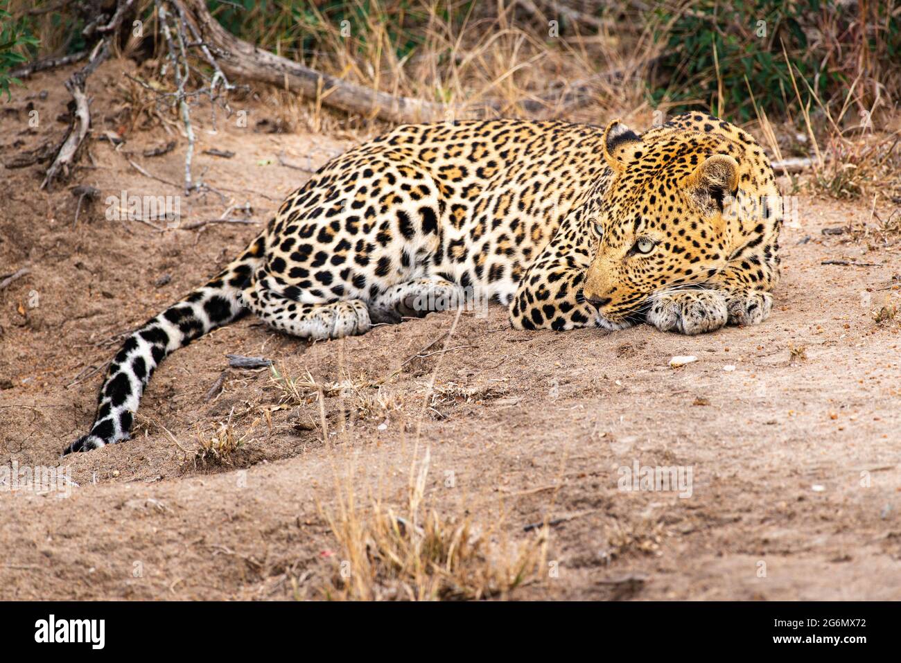 South african leopard print hi-res stock photography and images - Alamy