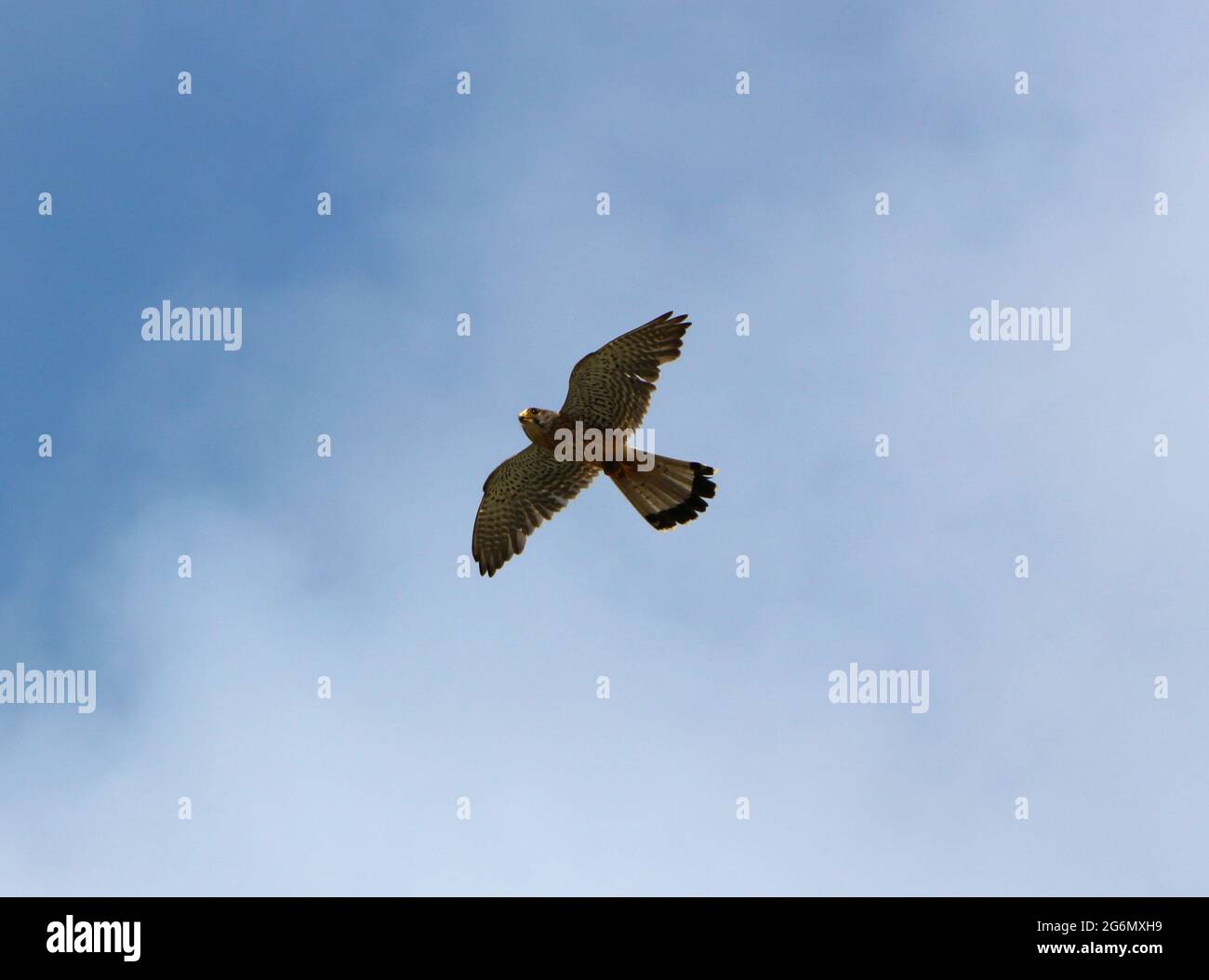 Common kestrel Falco tinnunculus bird of prey in flight Santander ...