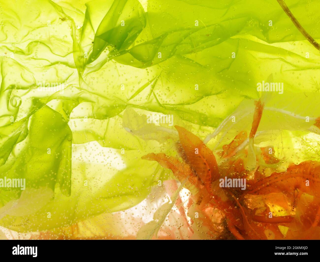 Various Seaweed in Water - Macro Stock Photo - Alamy