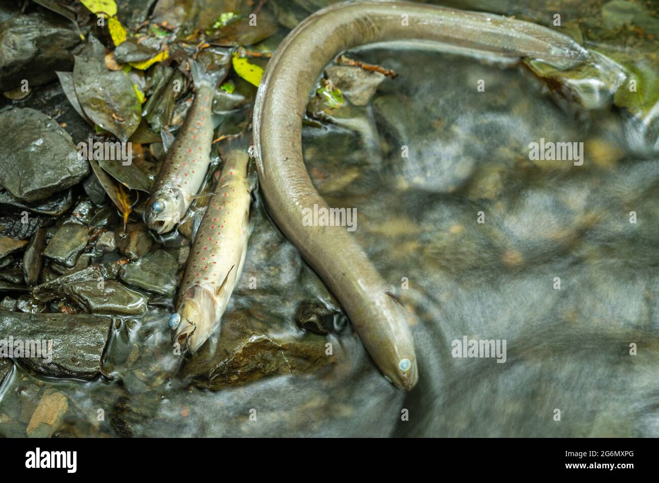 Fish kill due to pollution, Newcastle Emlyn Stock Photo - Alamy