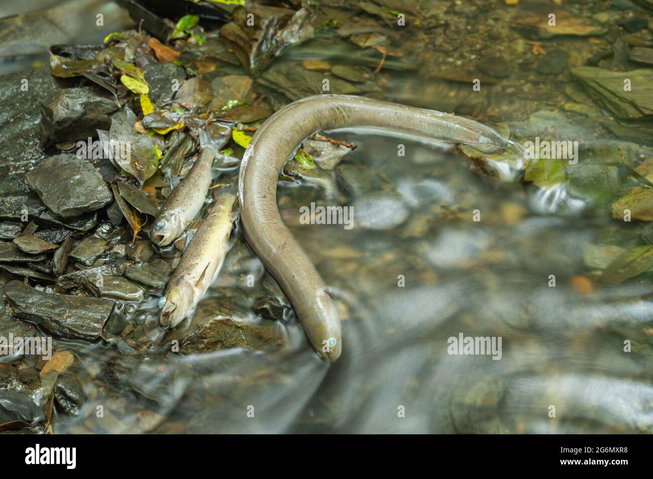 European eel and two brown trout kill due to pollution, Newcastle Emlyn ...