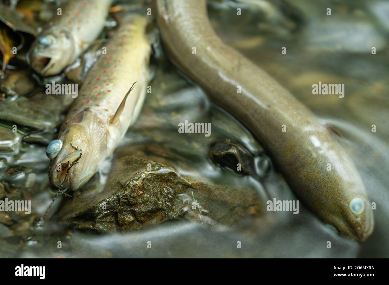 European eel and two brown trout kill due to pollution, Newcastle Emlyn ...