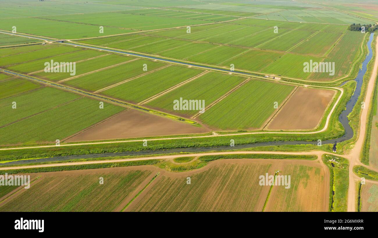 Top view agricultural landscape areas. Green crops in field in early ...