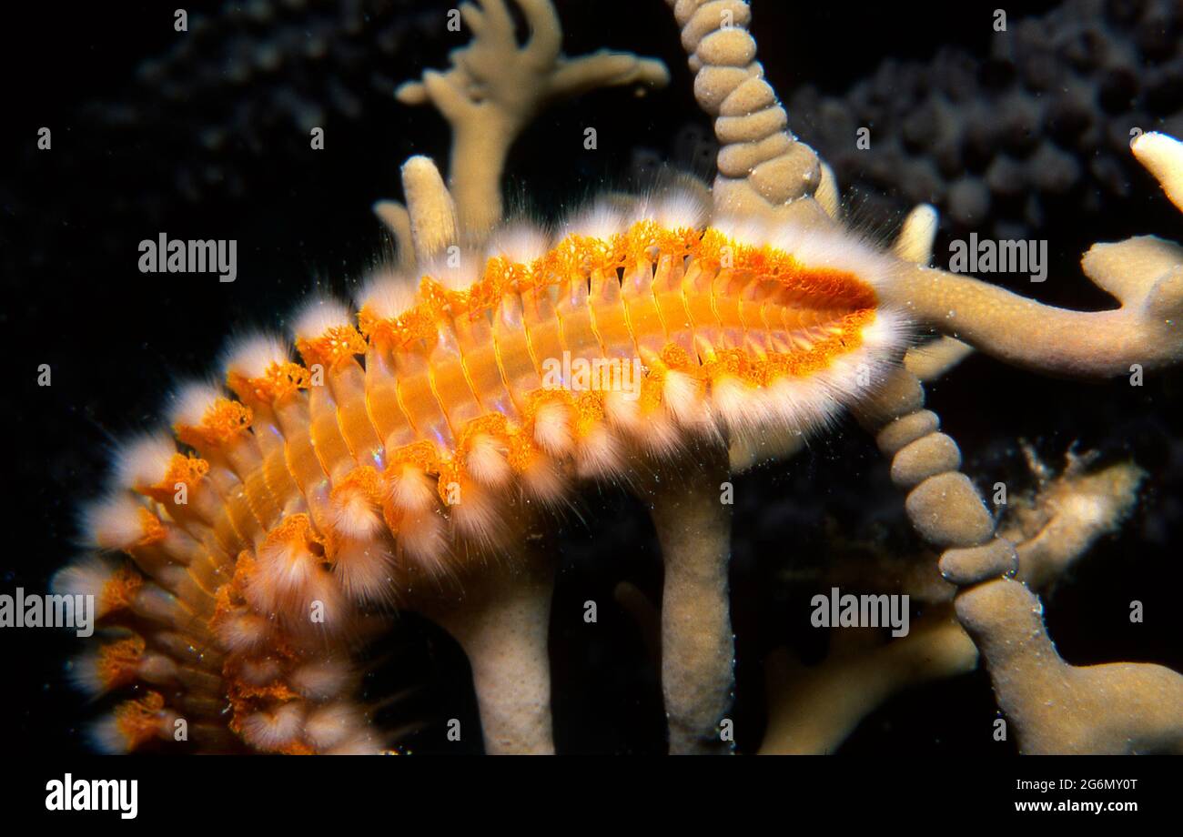 Bearded Fireworm, Hermodice carunculata, on fire coral, Key Largo ...