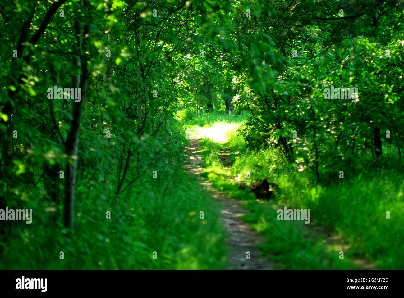 A shady road hi-res stock photography and images - Alamy