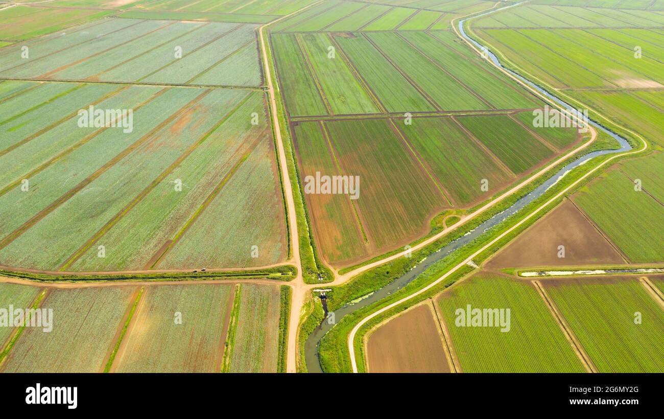 Top view agricultural landscape areas. Green crops in field in early ...