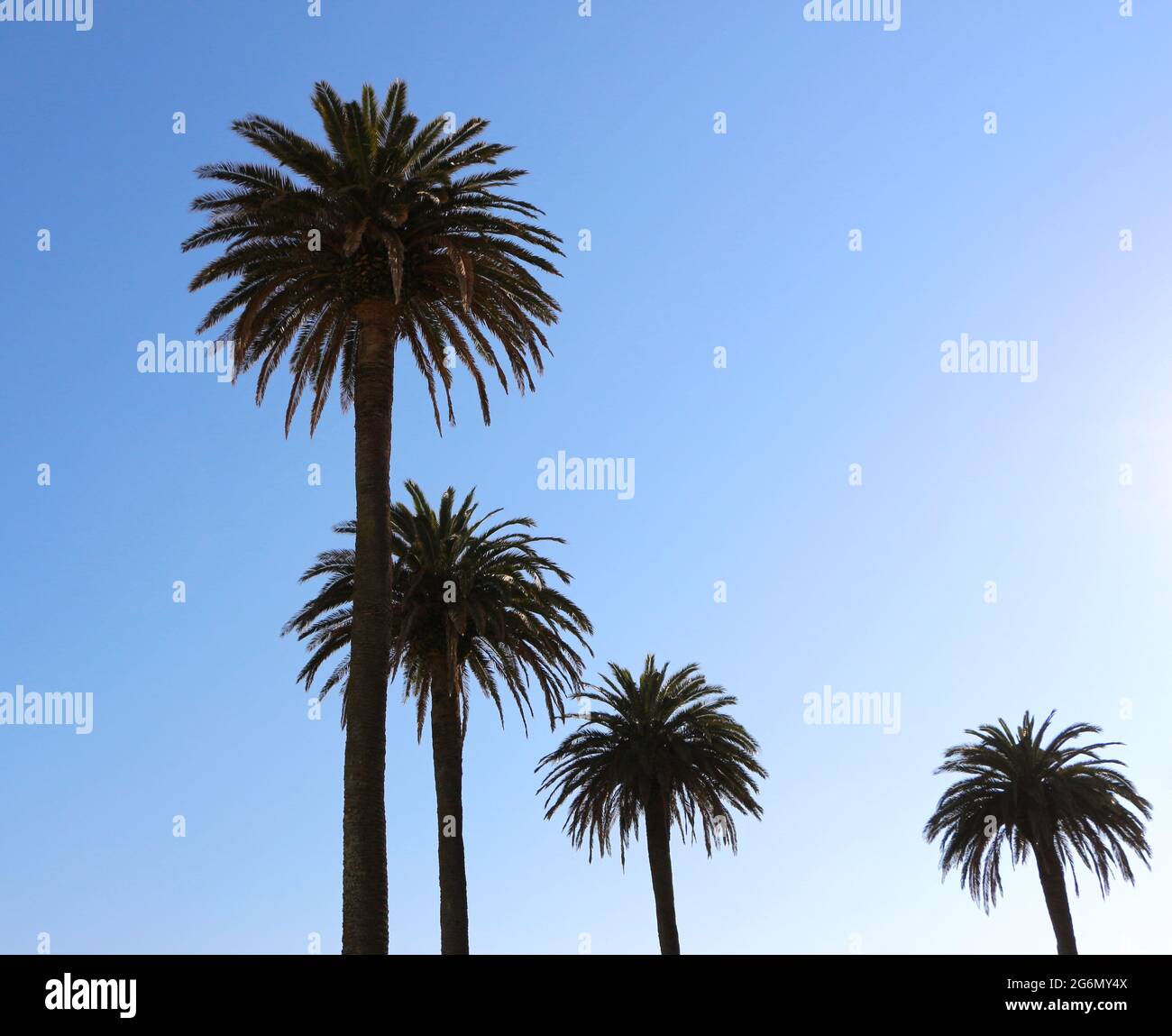 Four date palms Phoenix dactylifera against a clear blue sky on a sunny ...