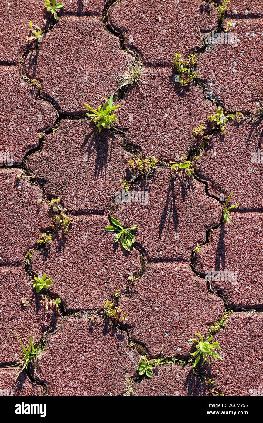 Weeds growing through stone hi-res stock photography and images - Alamy