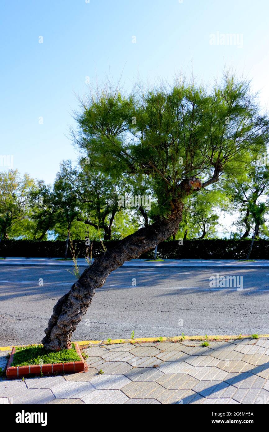 Leaning old Tamarisk tree Tamarix Chinensis at the roadside in ...