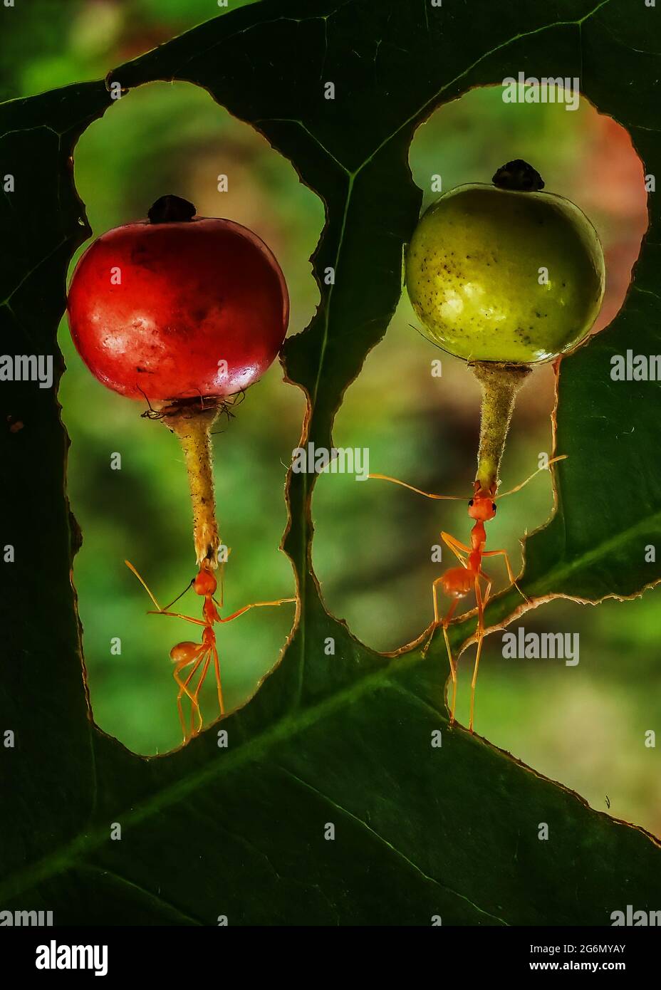 As they hauled the cherries back to their nests, they were happy with ...