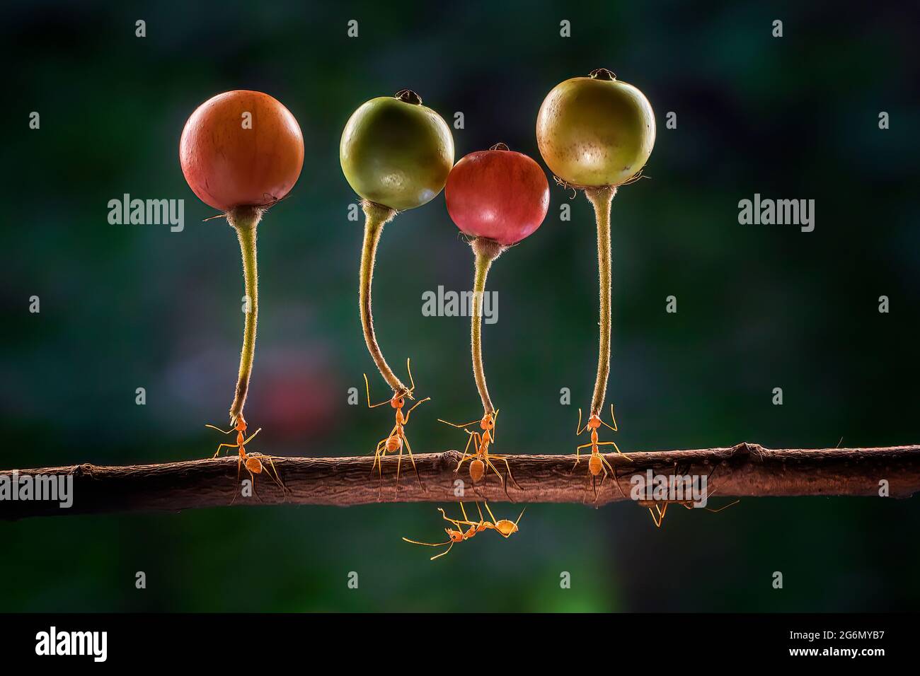 The five ants joined together in unison as they held up their own ...