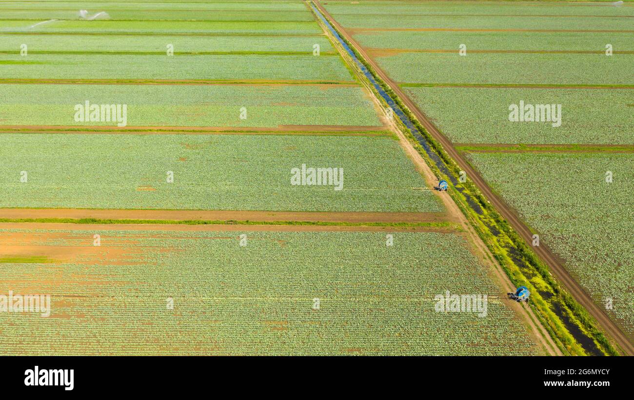 Green fields aerial view before harvest at summer. farm land with ...