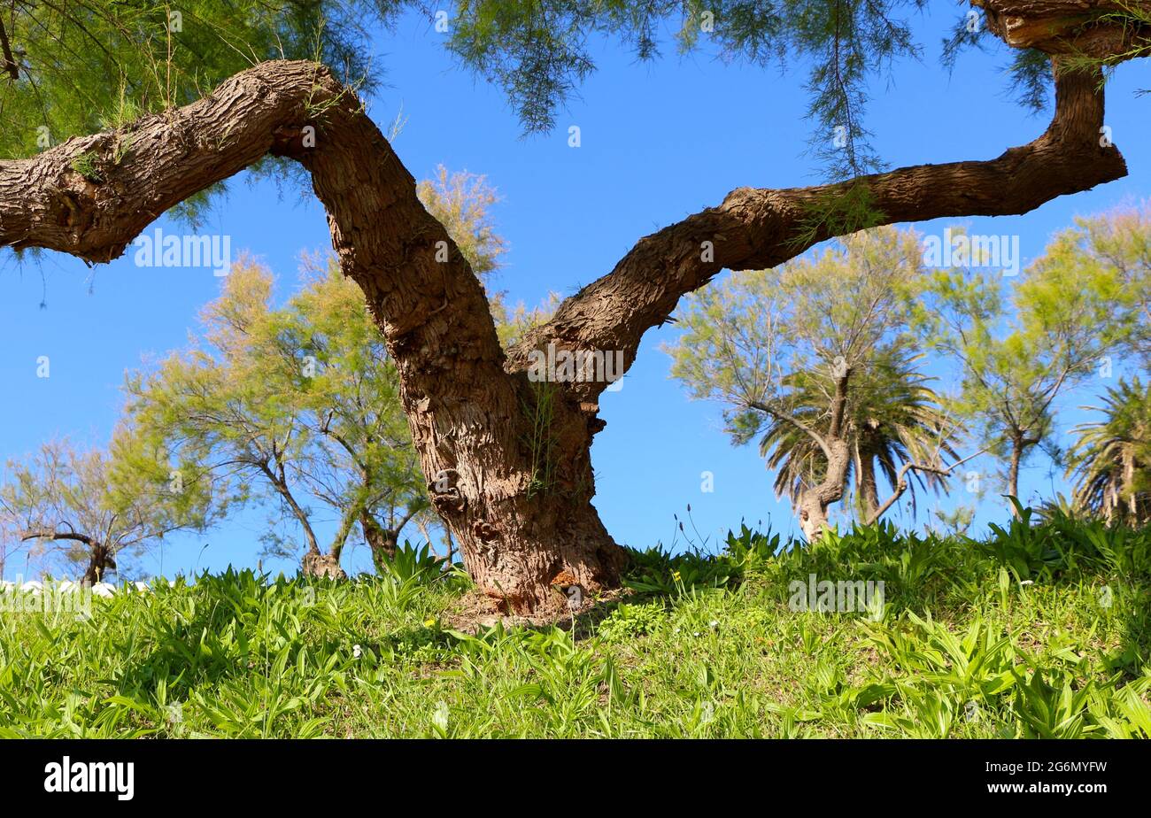 Tamarisk tree Tamarix Chinensis Stock Photo - Alamy