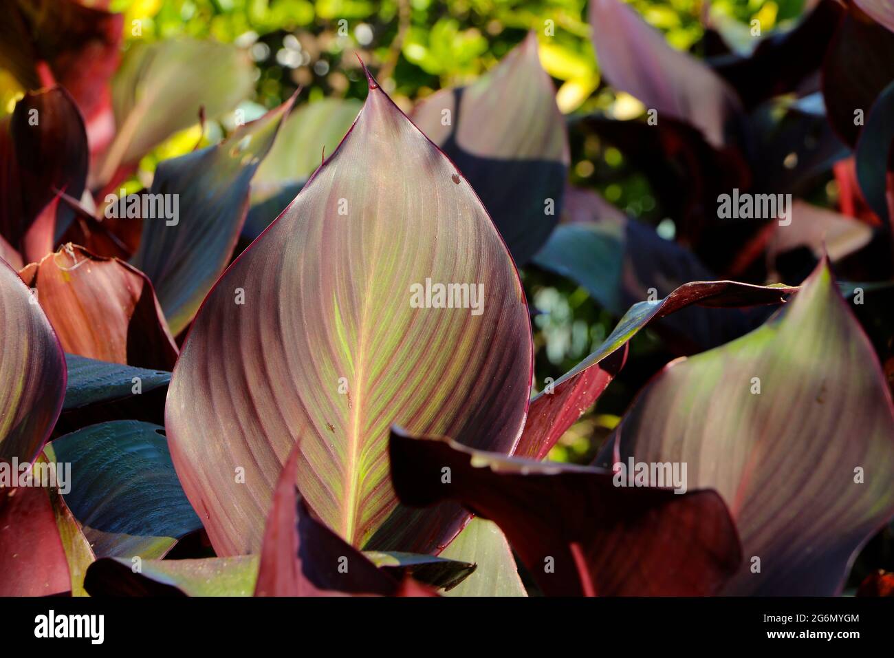 Canna indica Indian shot African arrowroot edible canna purple ...