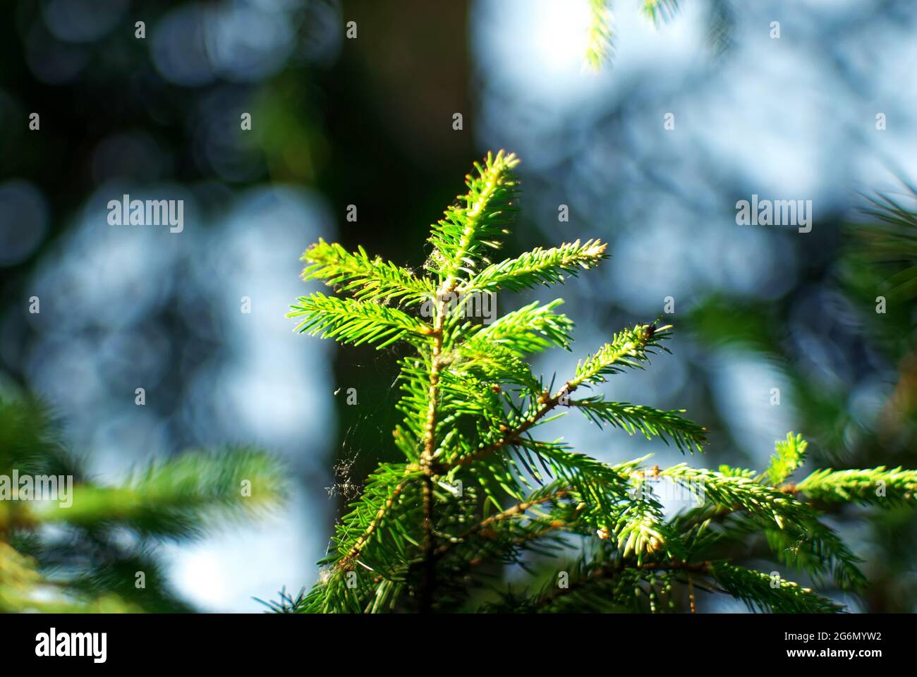 Christmas tree in the forest hi-res stock photography and images - Alamy