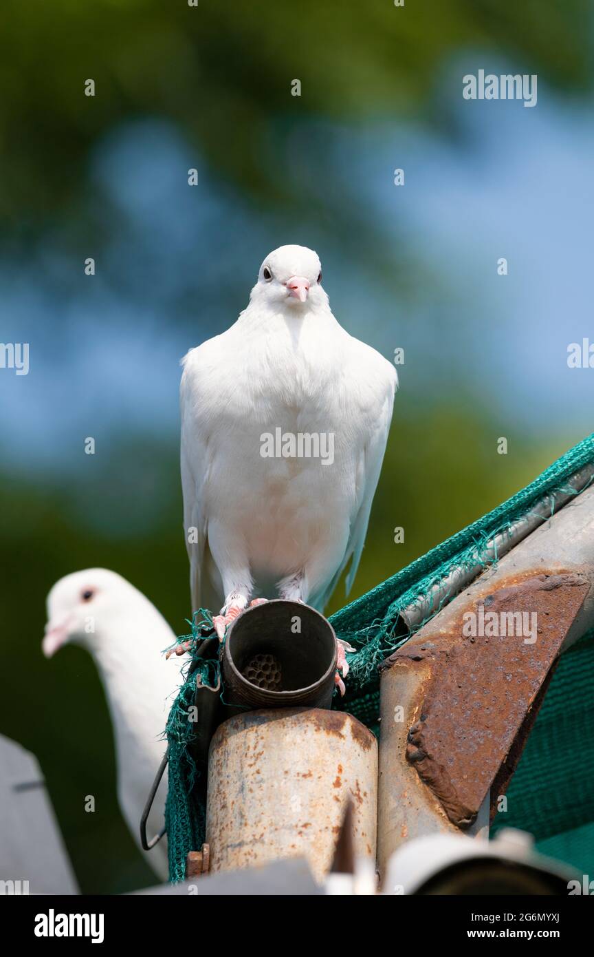 the view of the white dove on the roof Stock Photo - Alamy