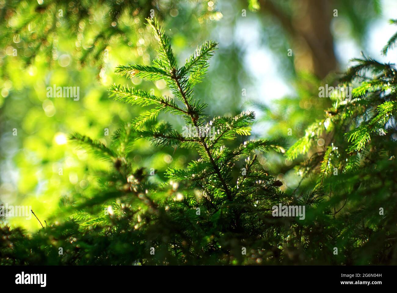 Christmas tree in the forest hi-res stock photography and images - Alamy