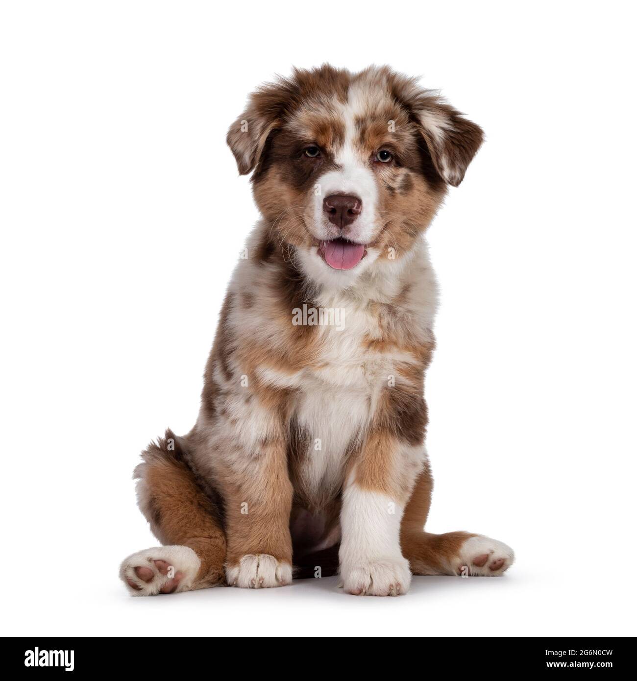 Cute red merle white with tan Australian Shepherd aka Aussie dog pup ...