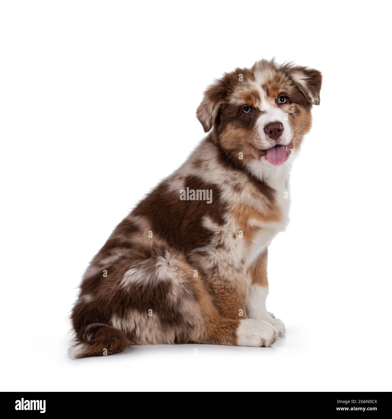 Cute red merle white with tan Australian Shepherd aka Aussie dog pup ...