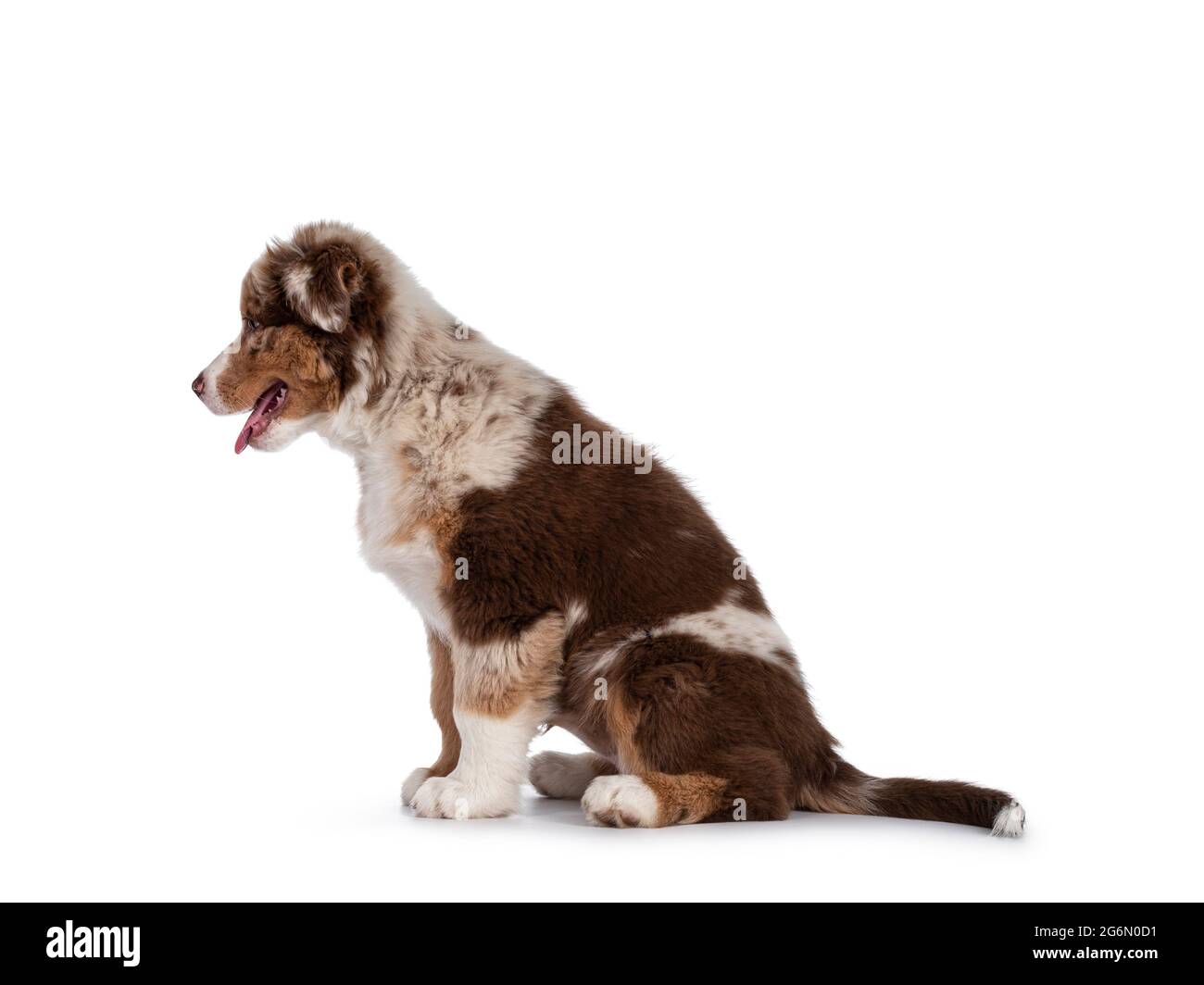 Cute red merle white with tan Australian Shepherd aka Aussie dog pup ...